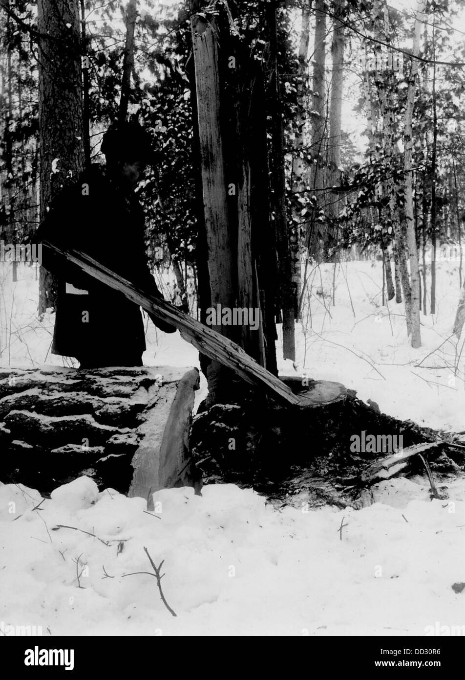 This image depicts a tree stump resulting from a poorly executed ...