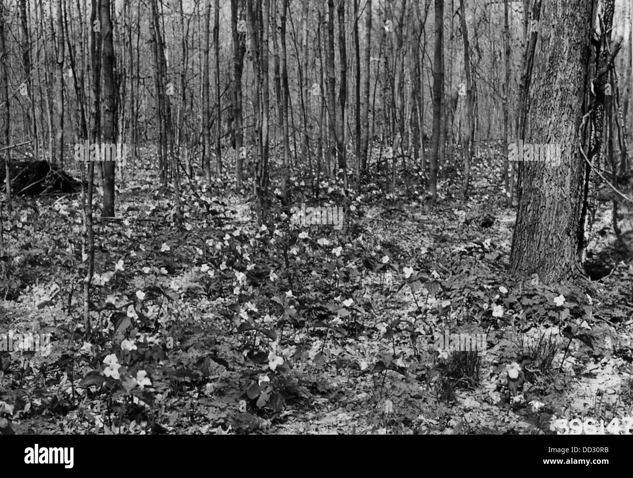 Trillium flowers grow in a stand of hard maple trees. The scene ...