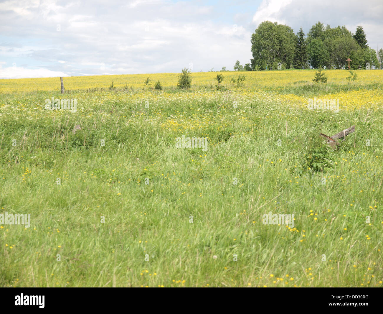 Wood in summer. Russia Stock Photo - Alamy