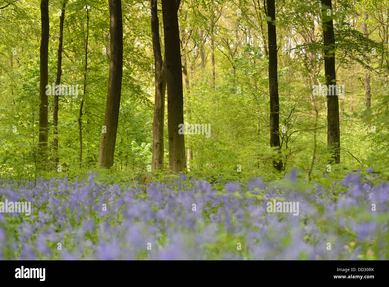 Micheldever wood hi-res stock photography and images - Alamy