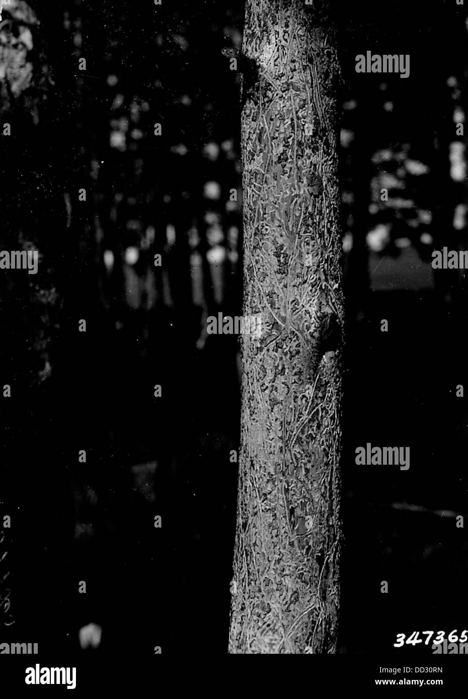 The trunk of a Norway Pine tree, severely damaged and ultimately killed ...