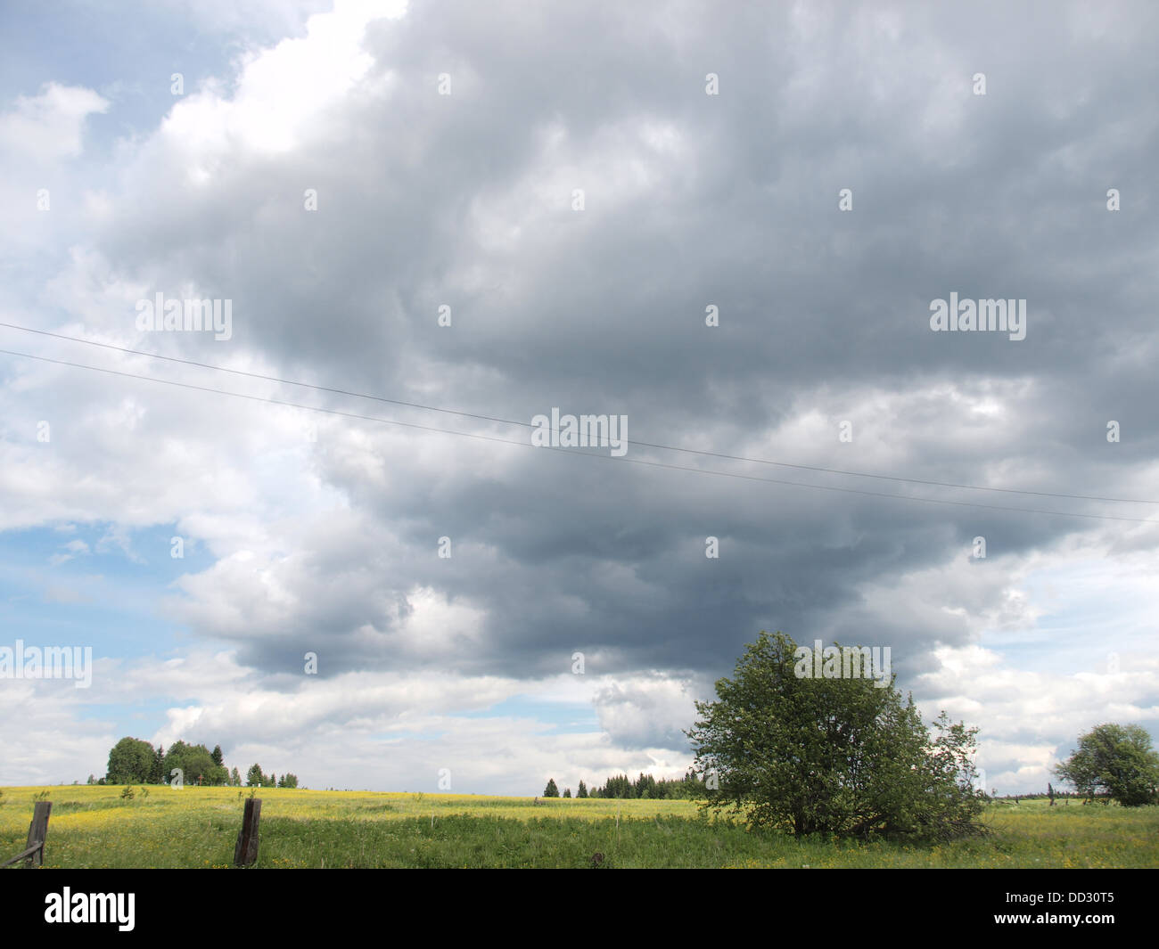 Wood in summer. Russia Stock Photo - Alamy