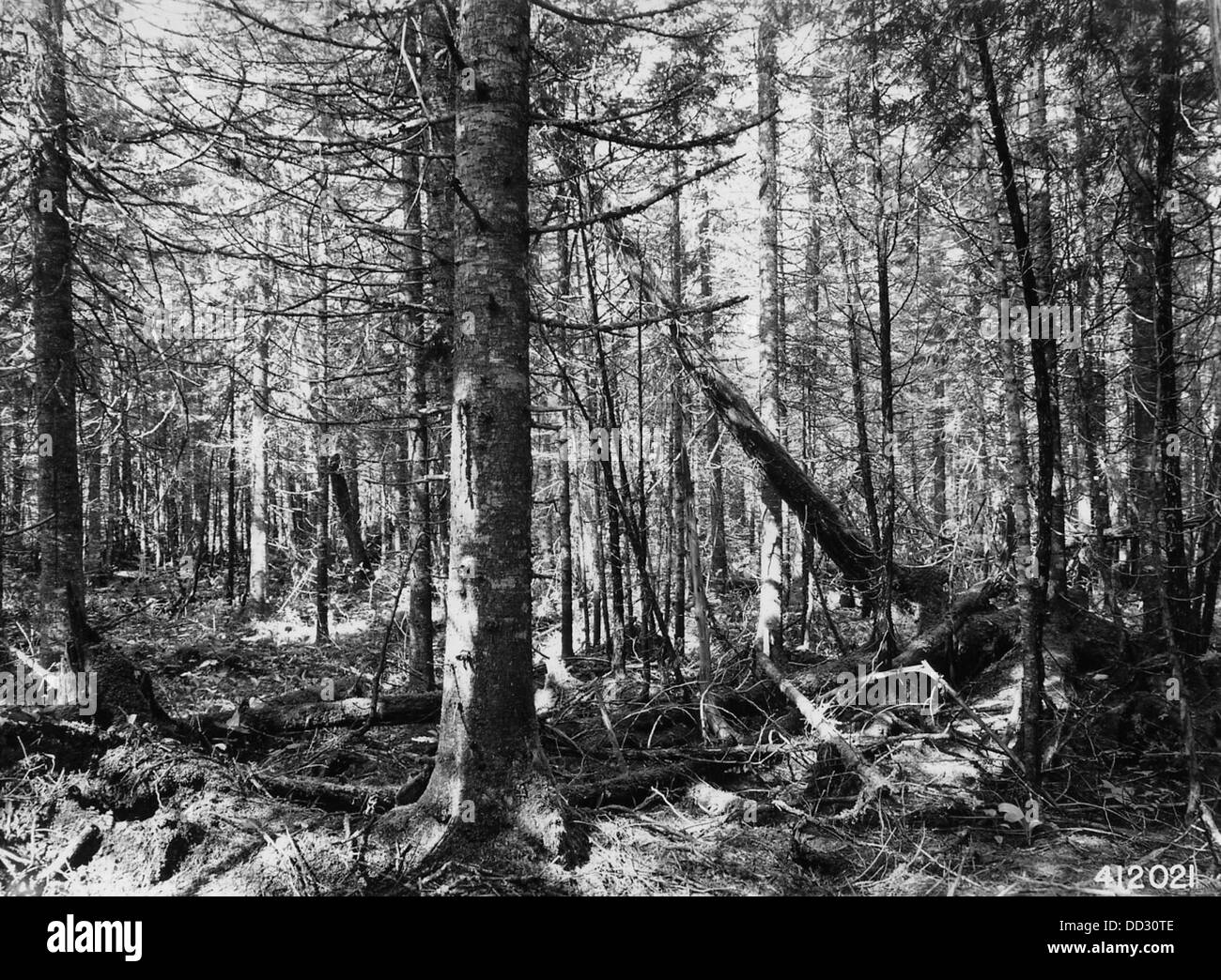 Forestry techniques Black and White Stock Photos & Images - Alamy