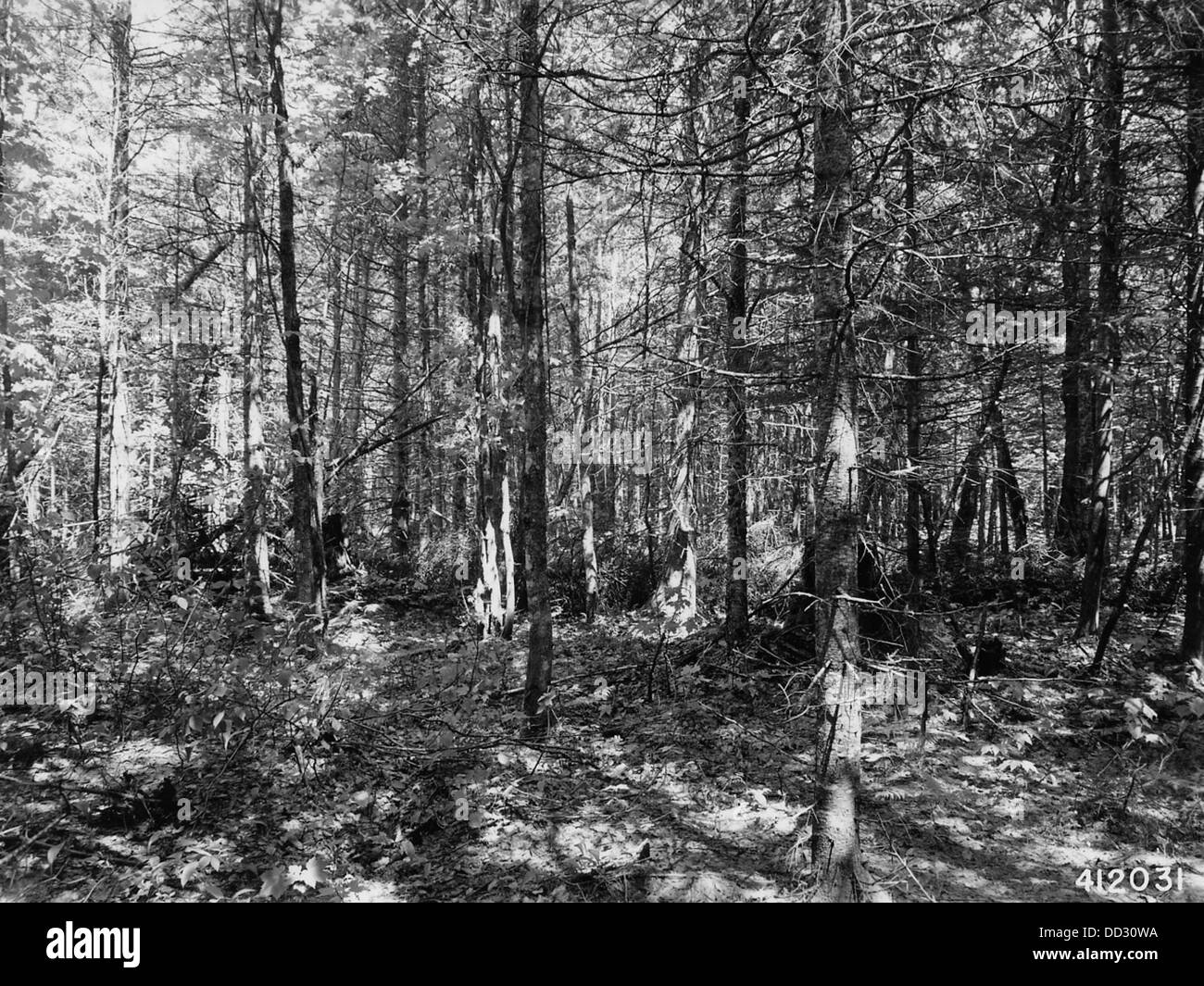Two large balsam trees marked for cutting, indicating planned forestry ...