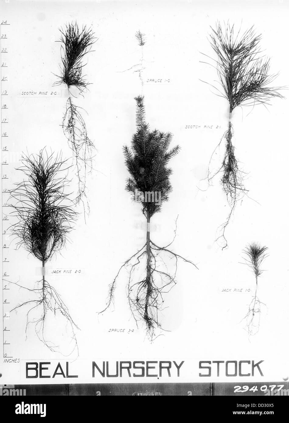 This image shows two stages in the growth of Scotch Pine, Spruce, and ...