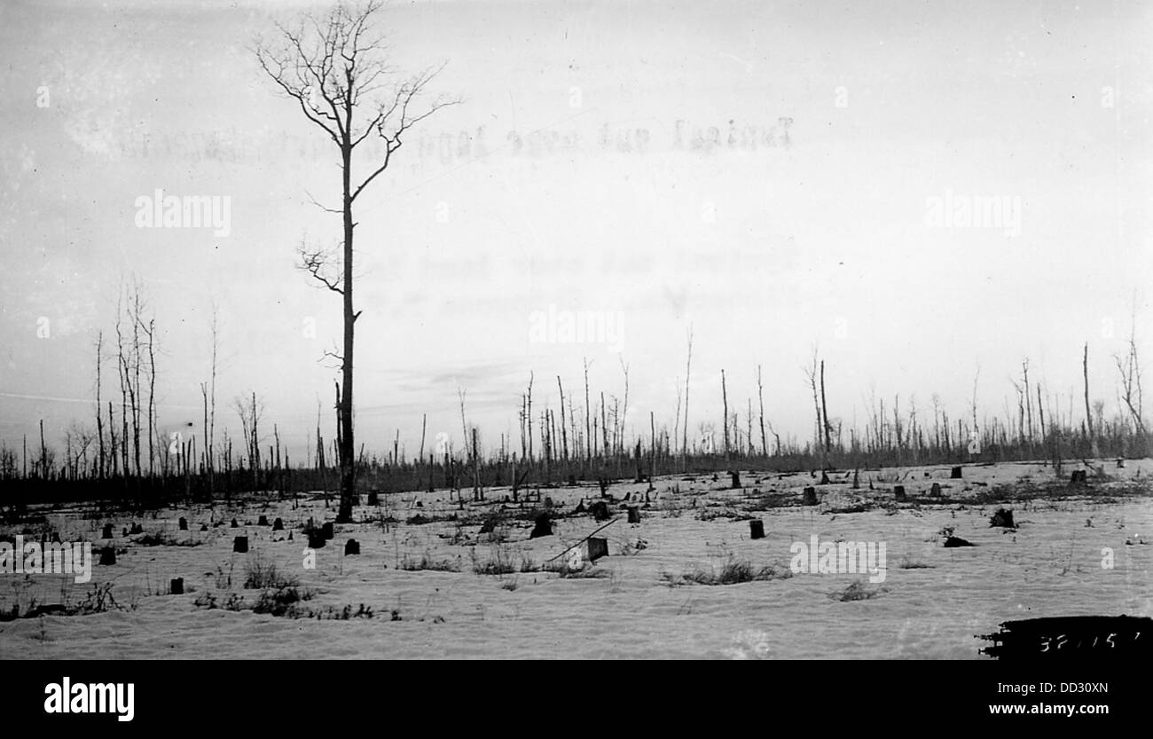 A photograph of cutover land in northern Minnesota, showing the ...