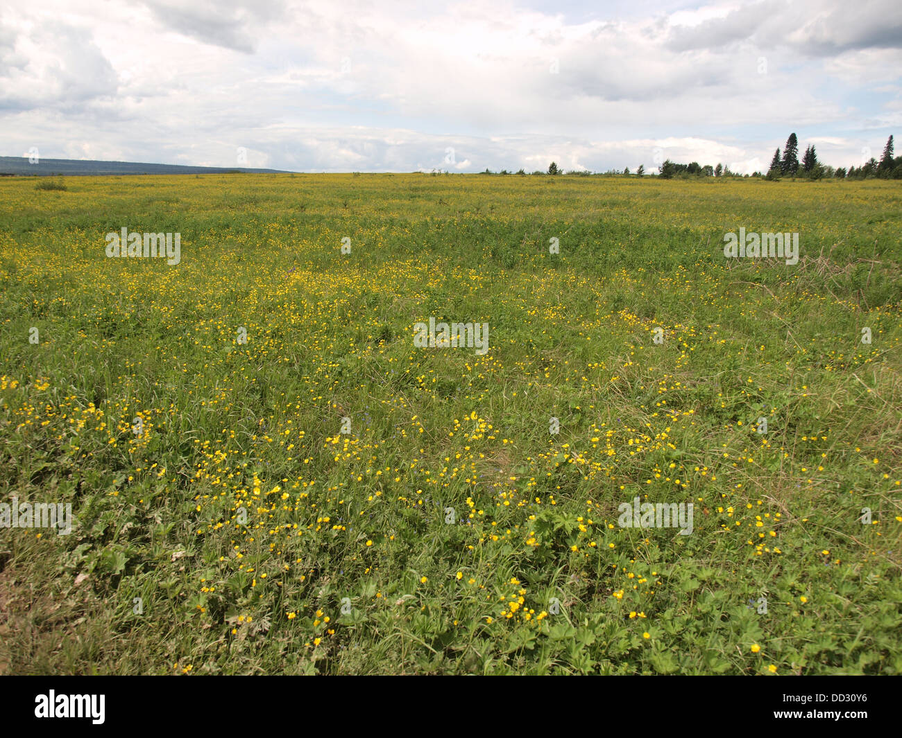 Wood in summer. Russia Stock Photo - Alamy