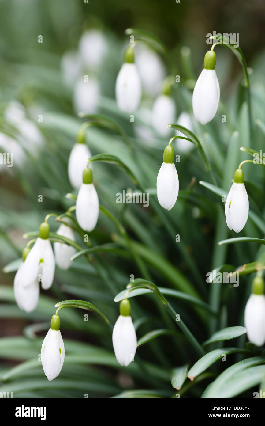 Snowdrop flowers growing wild hi-res stock photography and images - Alamy