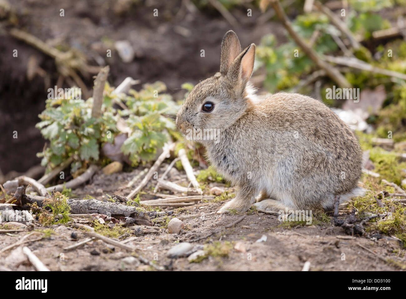 European Rabbit Baby Stock Photos & European Rabbit Baby Stock Images ...