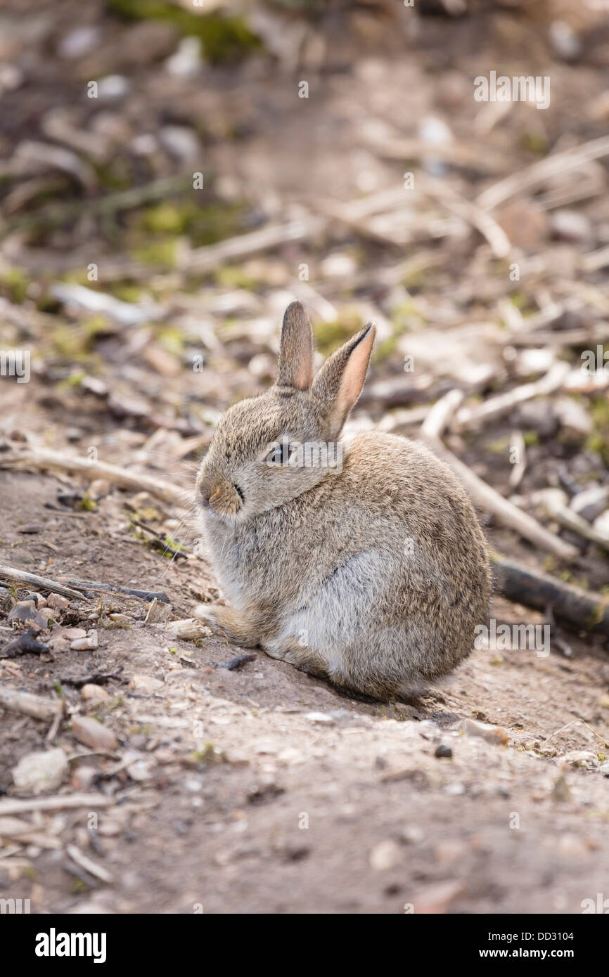 Young wild common rabbit Oryctolagus cuniculus sits in the open at a ...