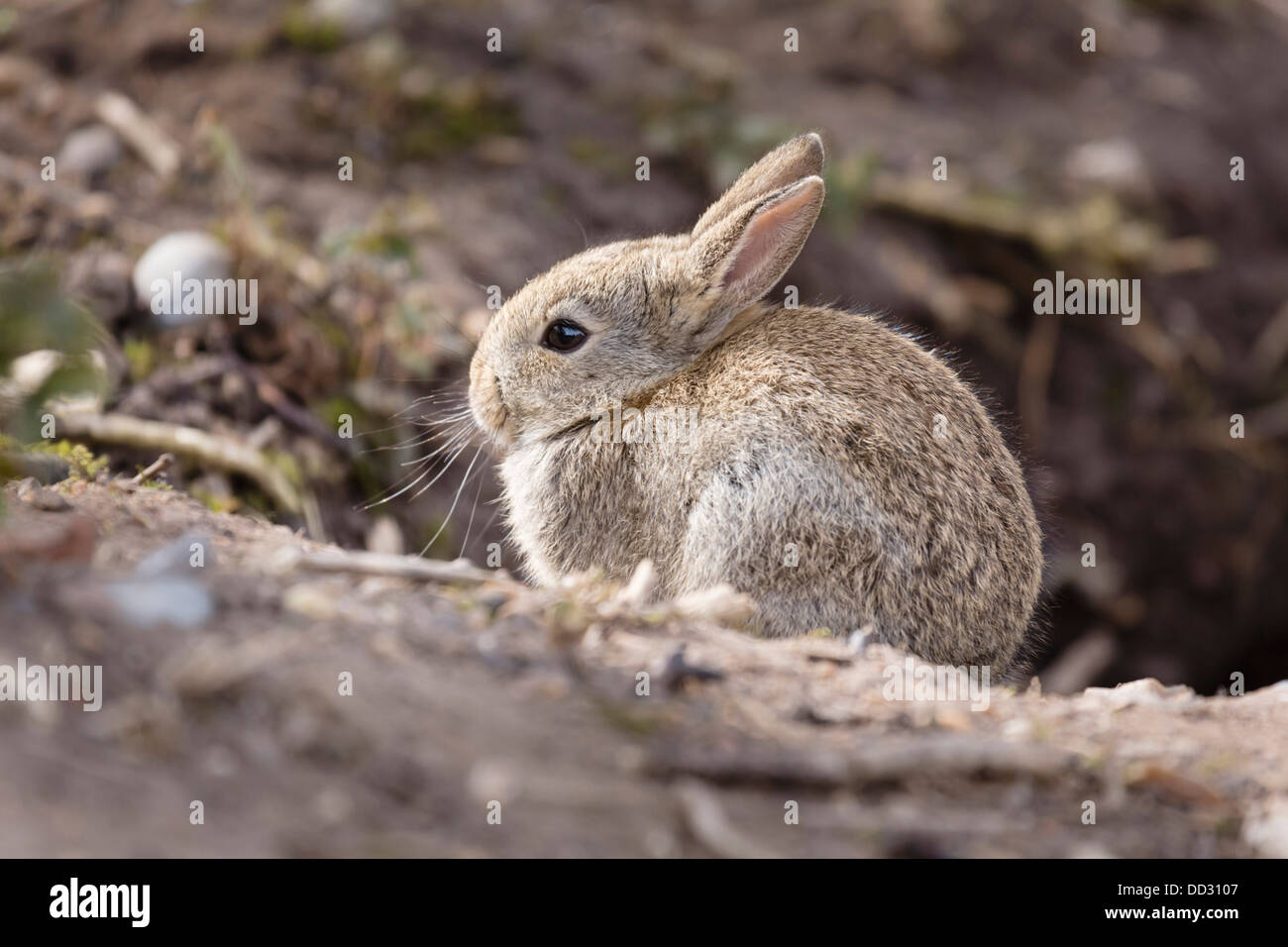 Baby bunnies hi-res stock photography and images - Alamy