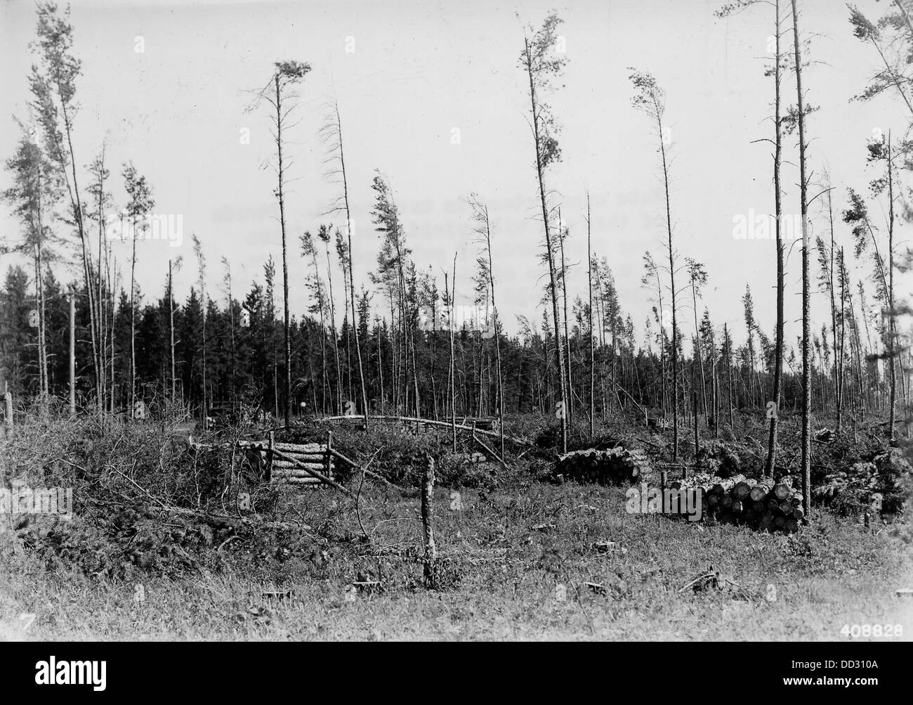 This photograph showcases an uncut stand in the background, possibly a ...