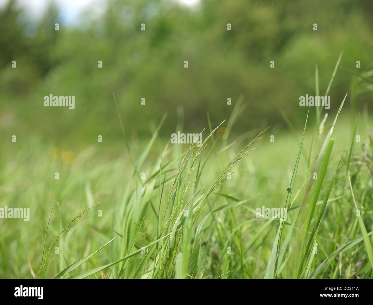 Wood in summer. Russia Stock Photo - Alamy