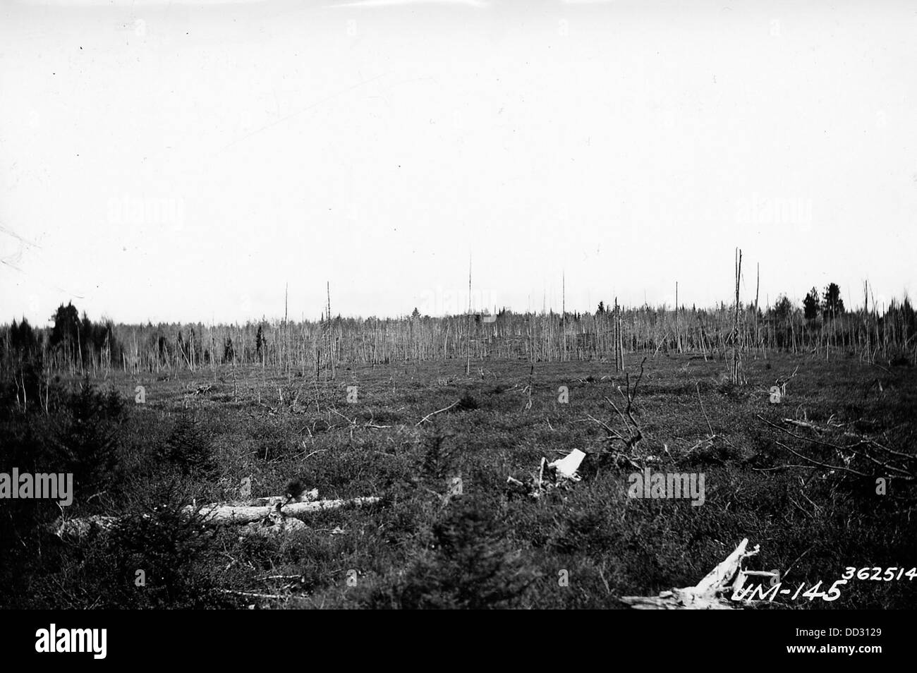 Muskeg Black and White Stock Photos & Images - Alamy