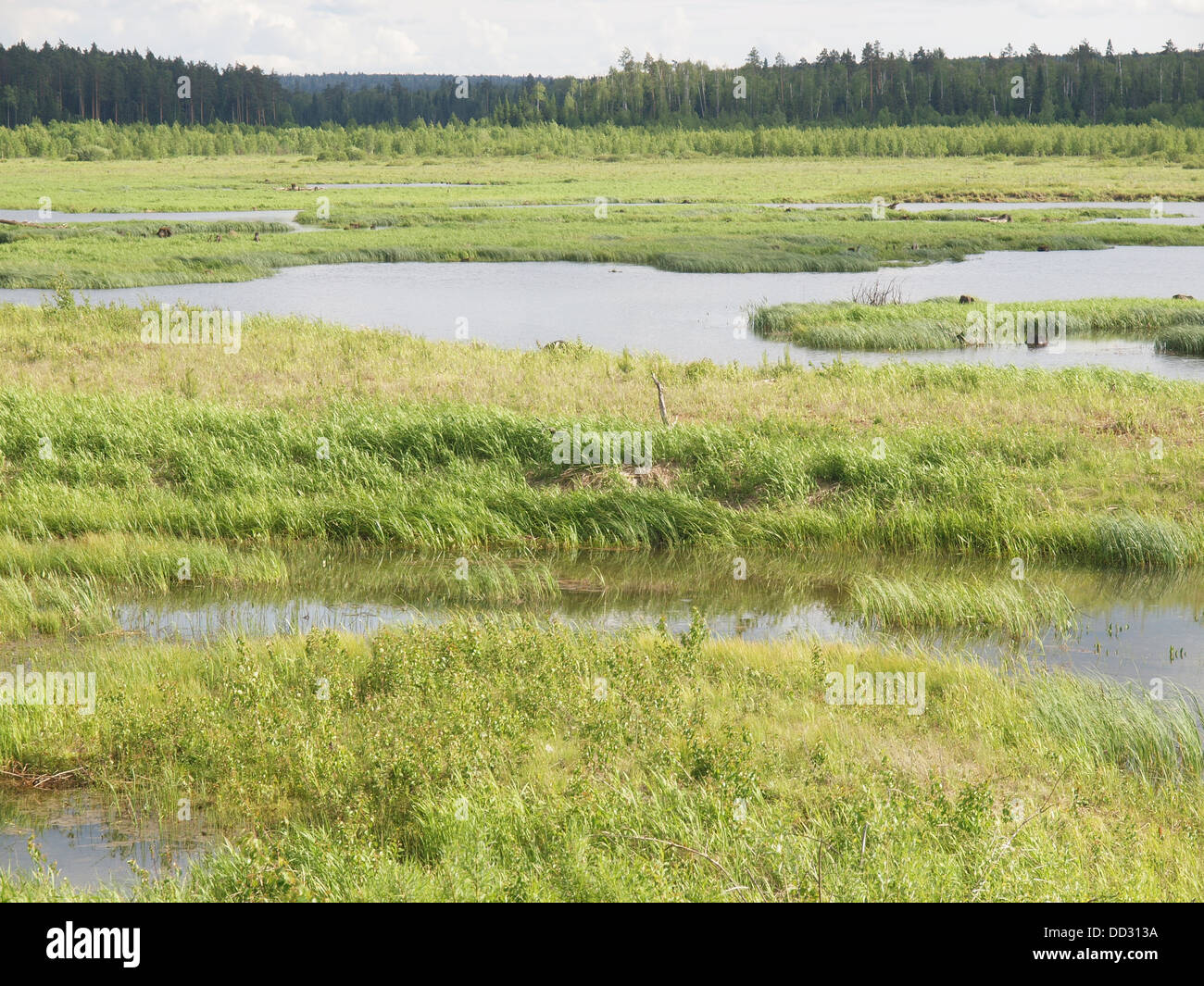 Wood in summer. Russia Stock Photo - Alamy