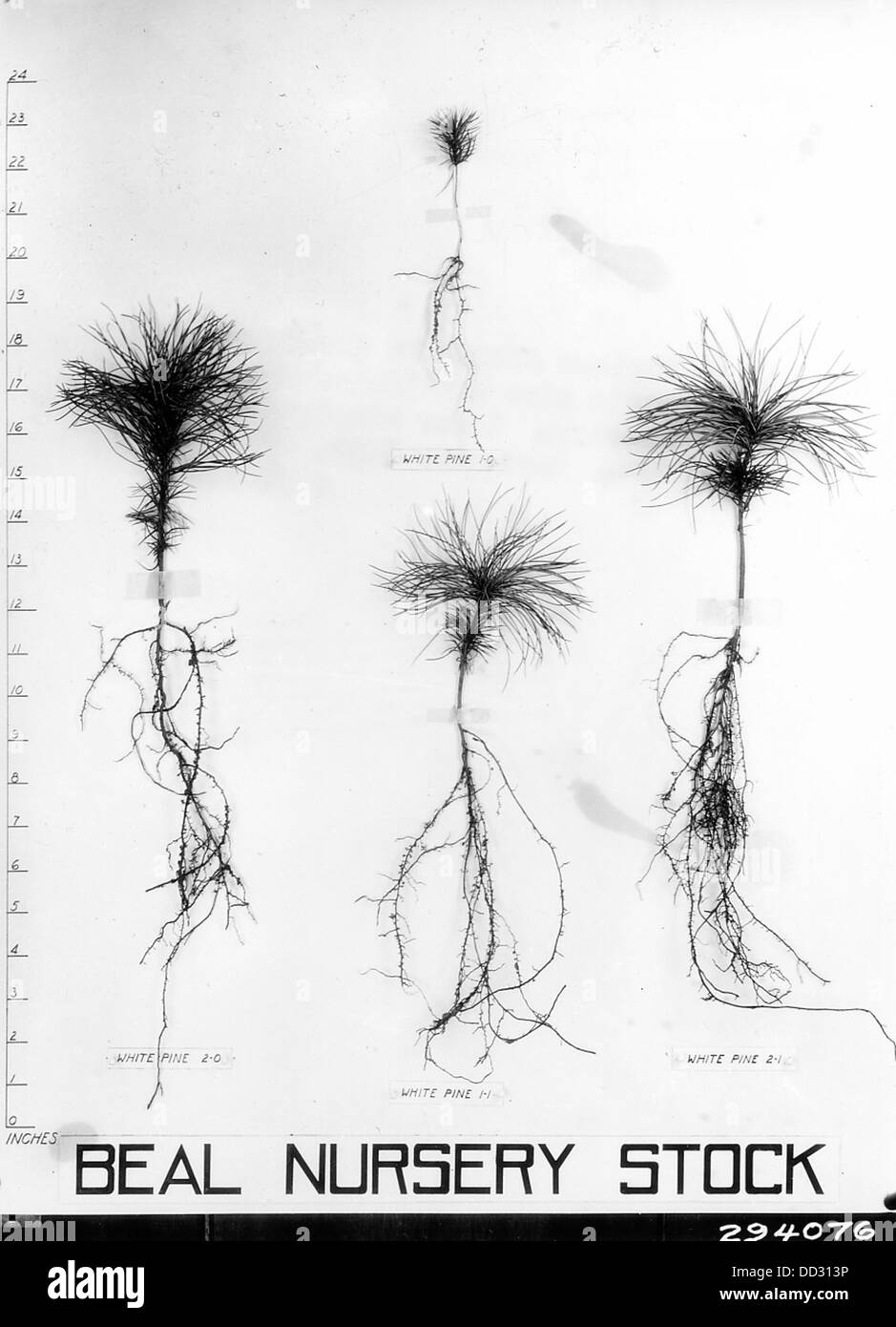 This image shows the various stages in the growth of white pine ...