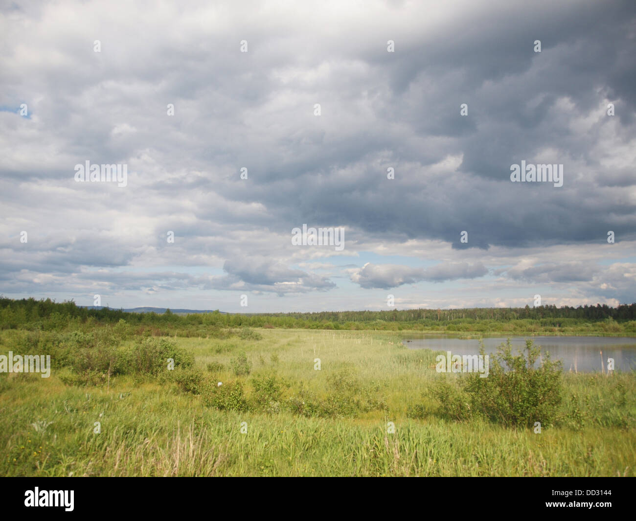 Wood in summer. Russia Stock Photo - Alamy
