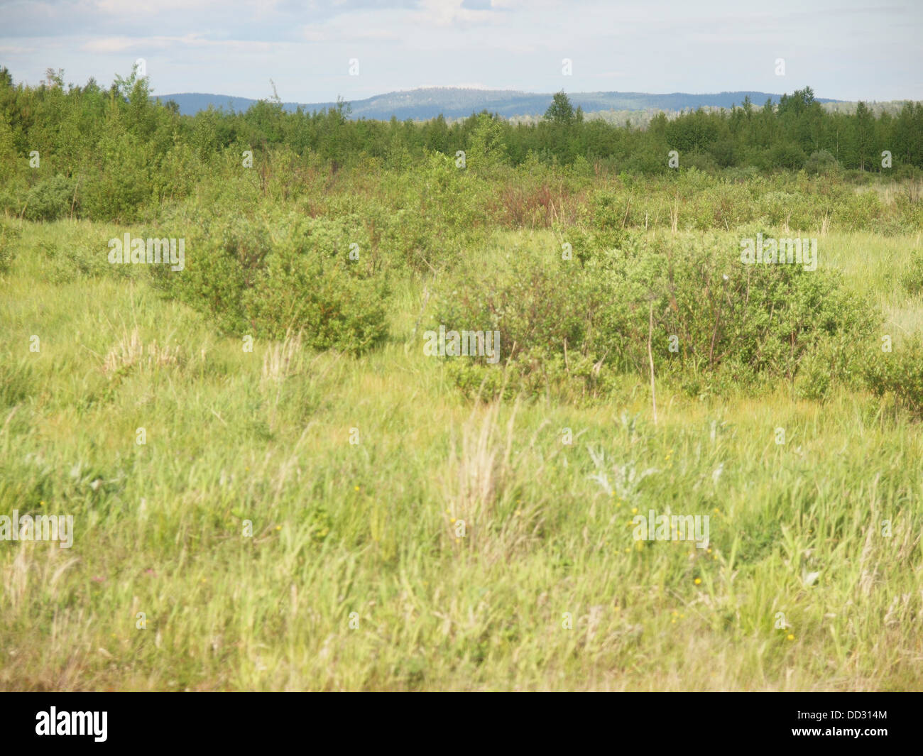 Wood in summer. Russia Stock Photo - Alamy