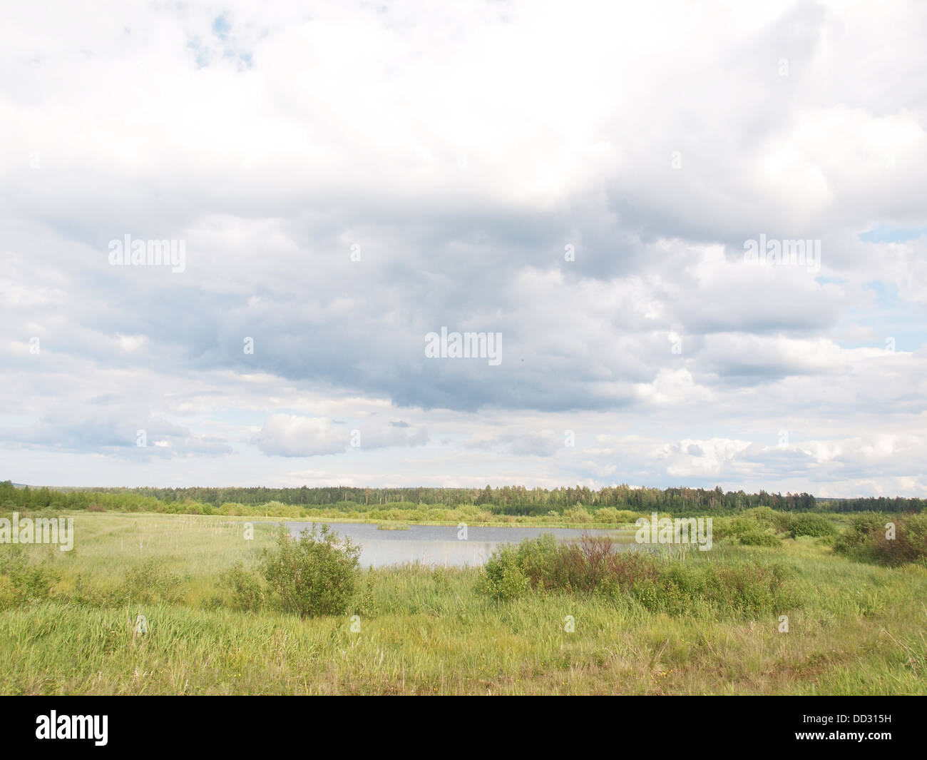 Wood in summer. Russia Stock Photo - Alamy