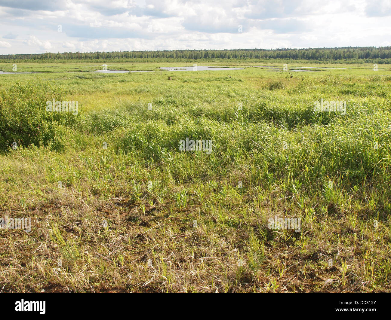 Wood in summer. Russia Stock Photo - Alamy