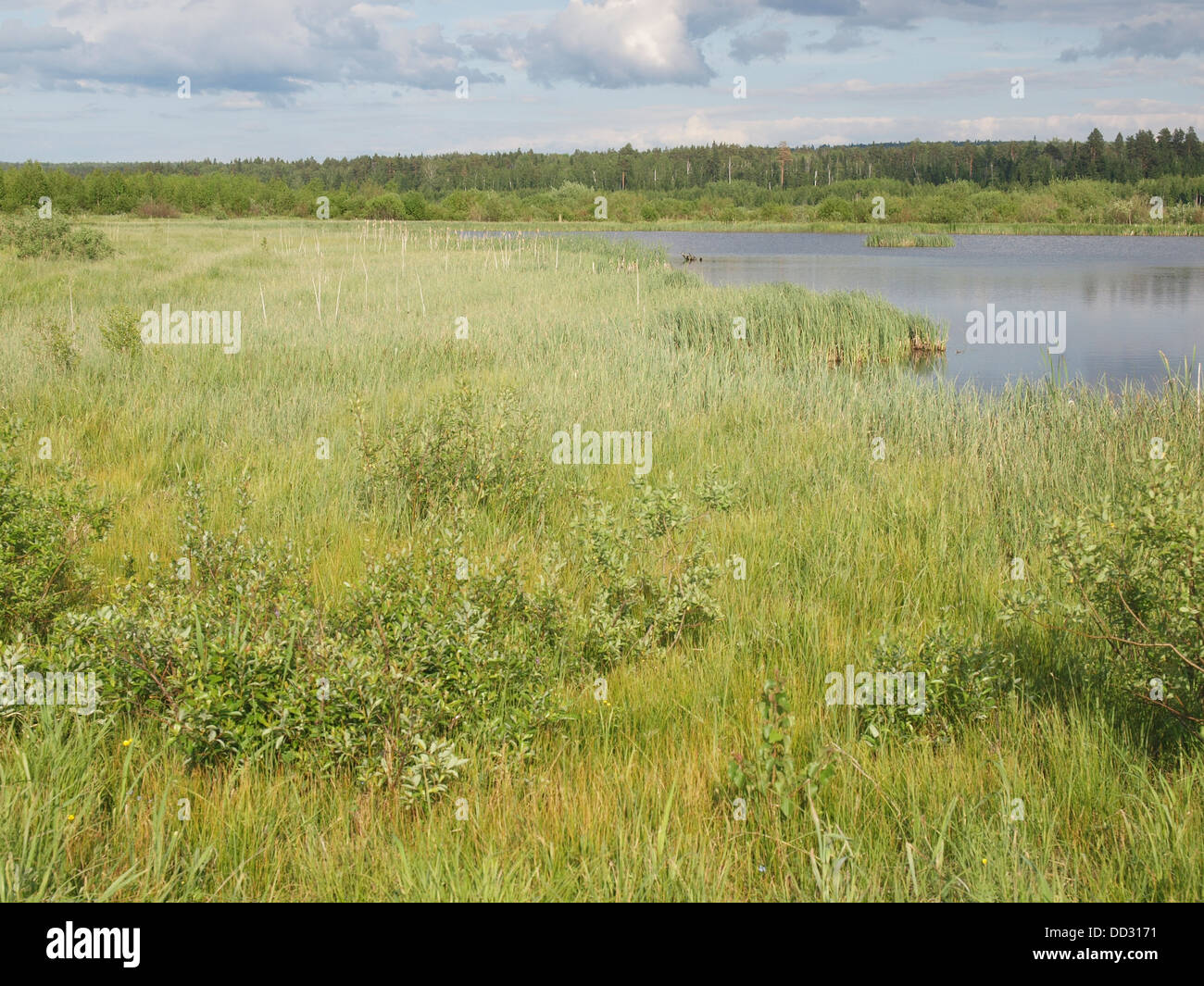 Wood in summer. Russia Stock Photo - Alamy
