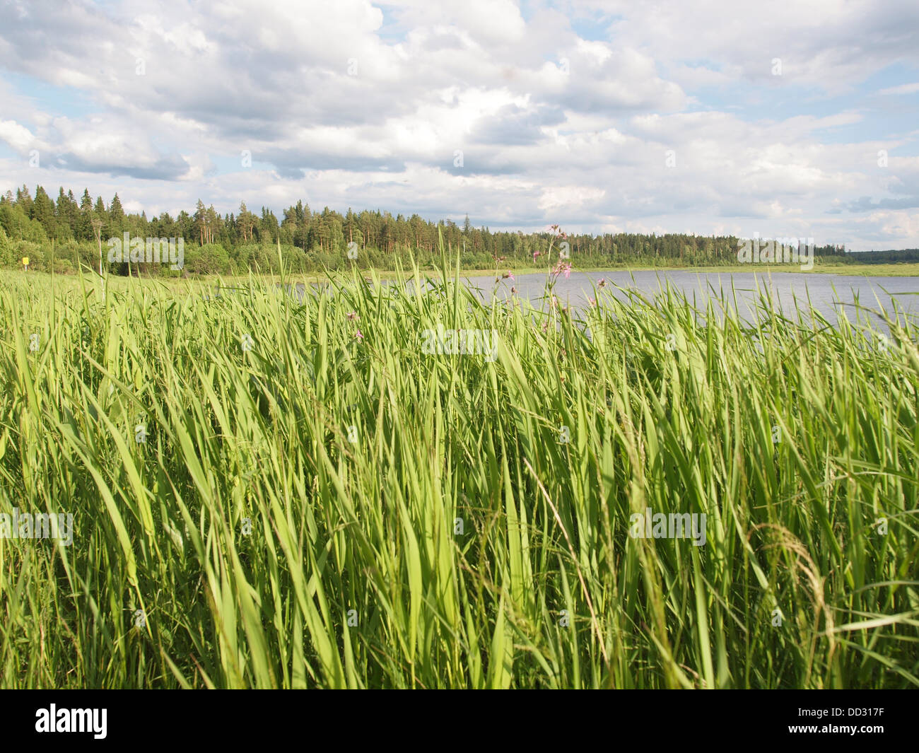 Wood in summer. Russia Stock Photo - Alamy
