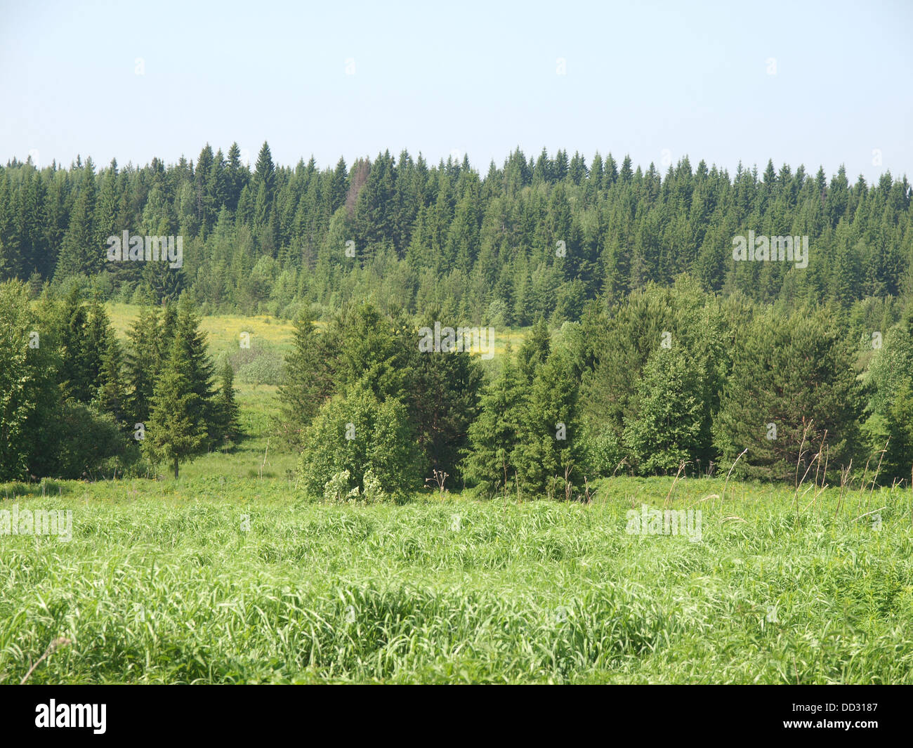 Wood in summer. Russia Stock Photo - Alamy