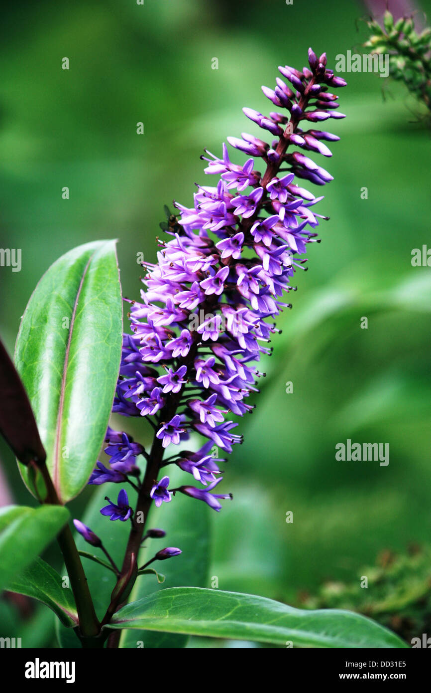 White flowering hebe hi-res stock photography and images - Alamy
