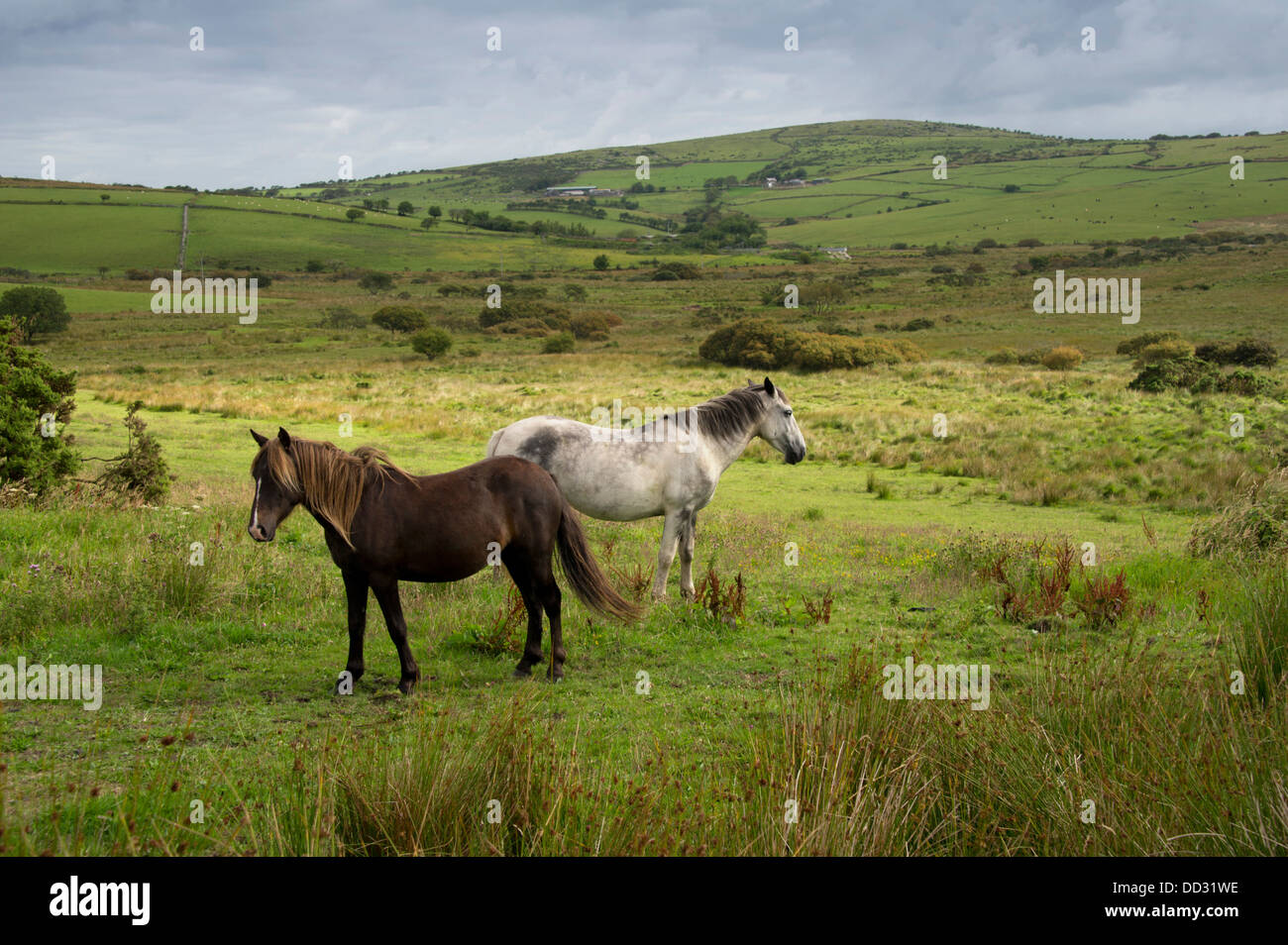 Wild Ponies Bodmin Moor High Resolution Stock Photography and Images - Alamy
