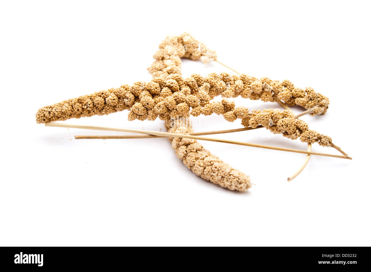 birds millet on white background Stock Photo - Alamy