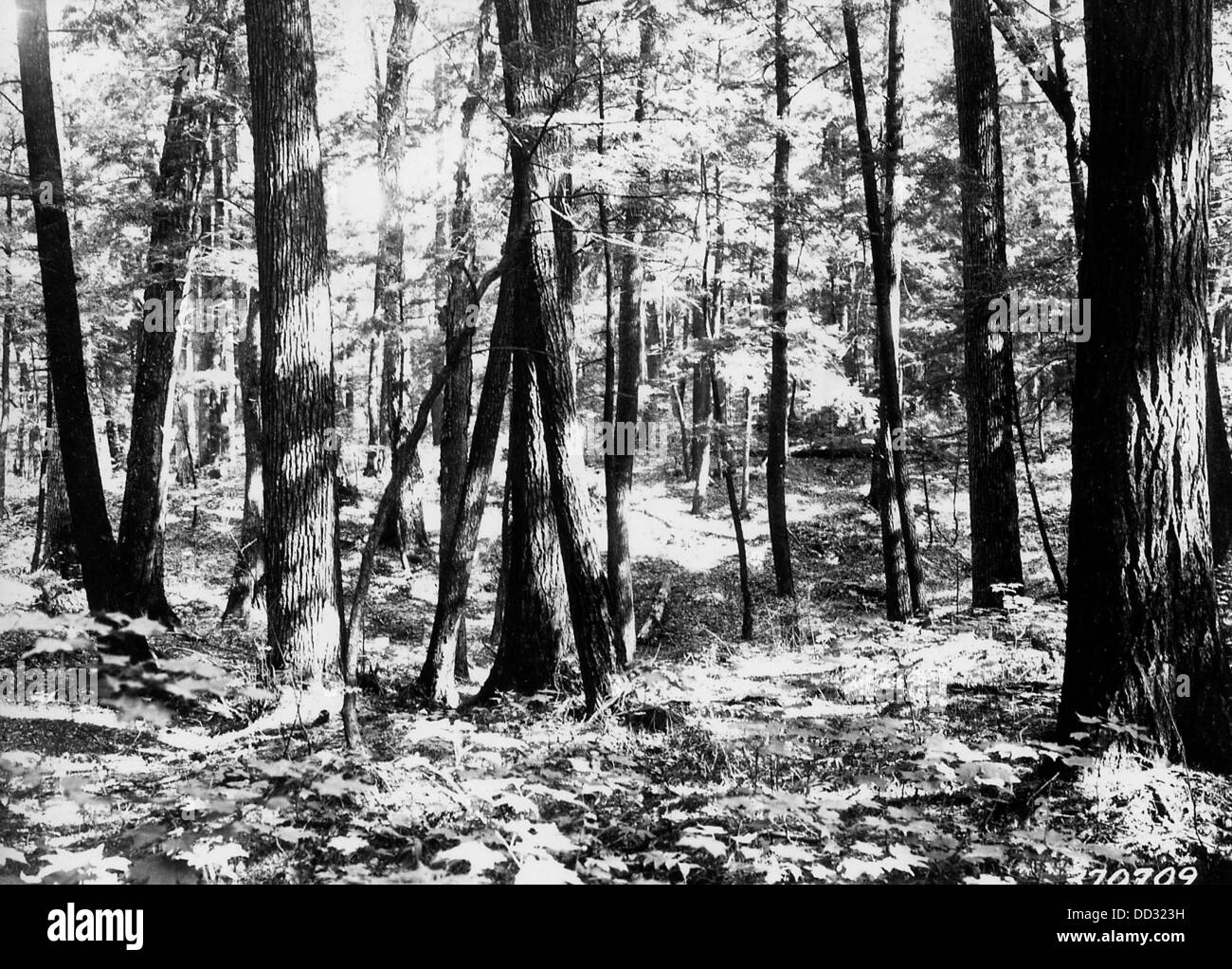 A representation of virgin hardwood stands, showcasing untouched ...