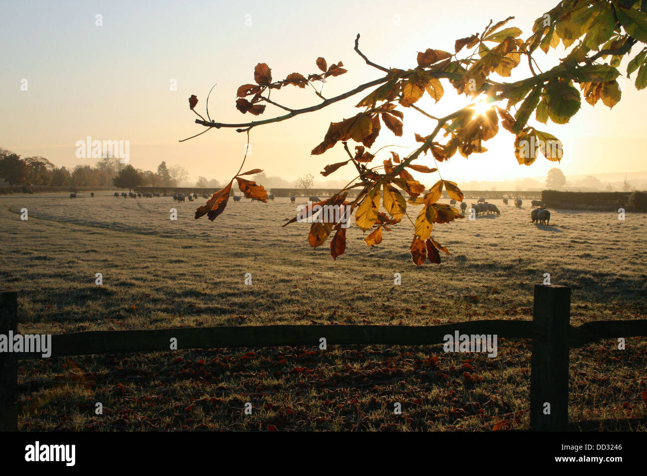 Early morning field Stock Photo - Alamy