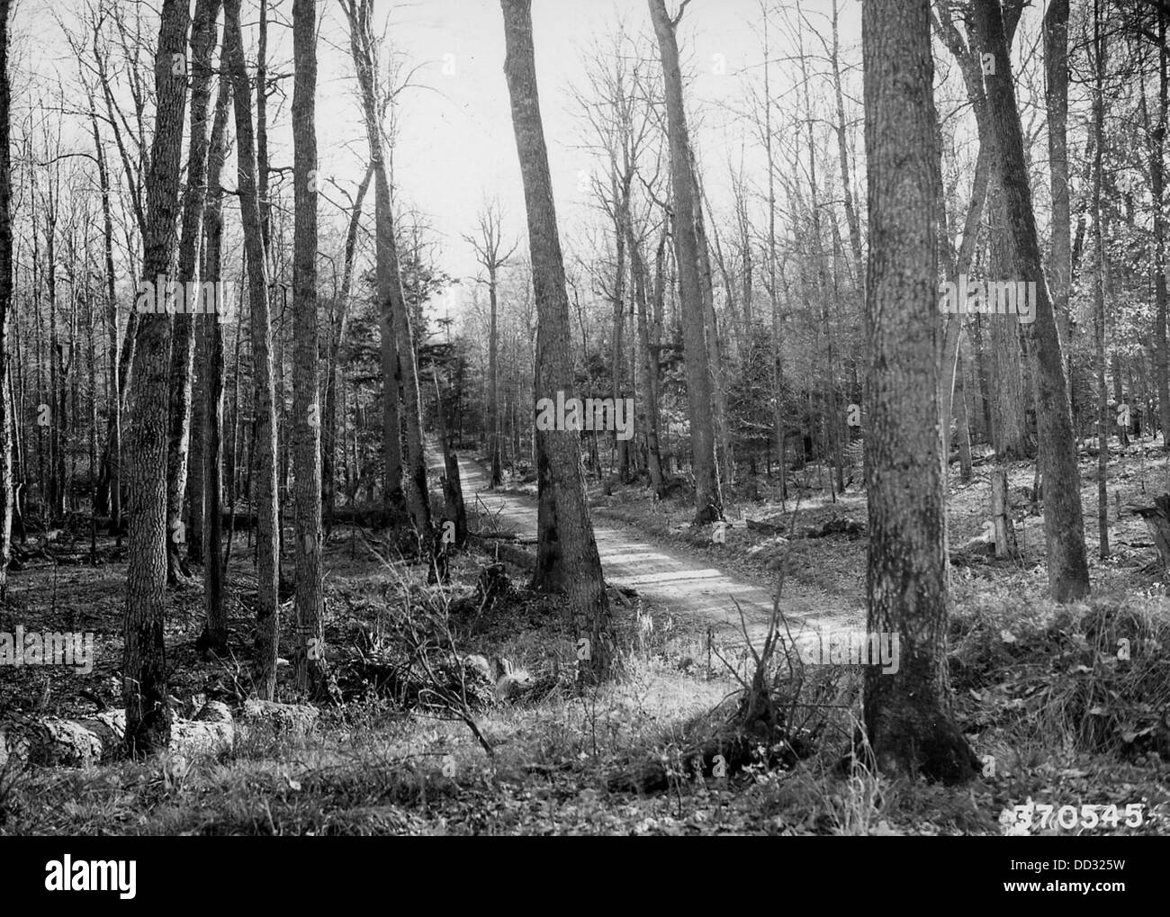 A representation of virgin hardwood timber, highlighting undisturbed ...