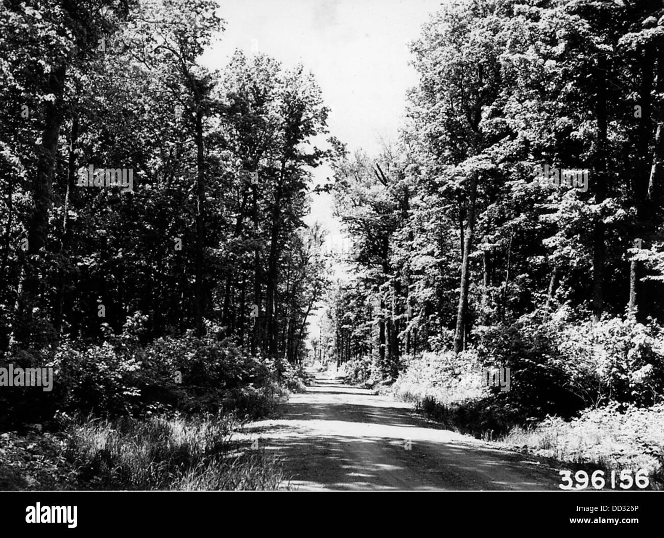 Virgin hardwood timber is shown, representing the untouched, natural ...