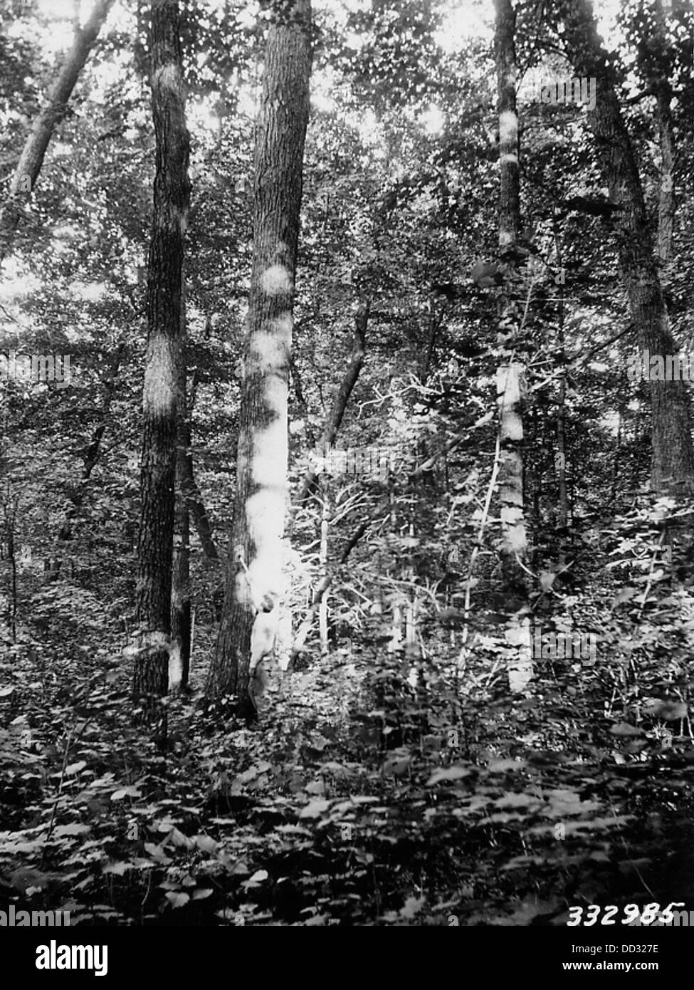 Old hemlock Black and White Stock Photos & Images - Alamy