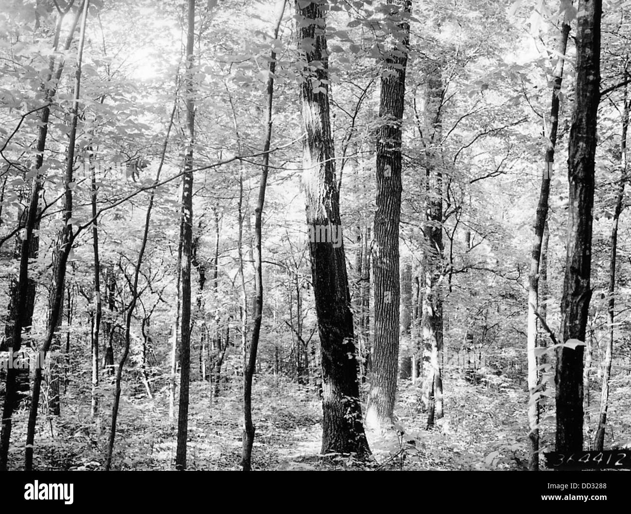 American hardwoods hi-res stock photography and images - Alamy