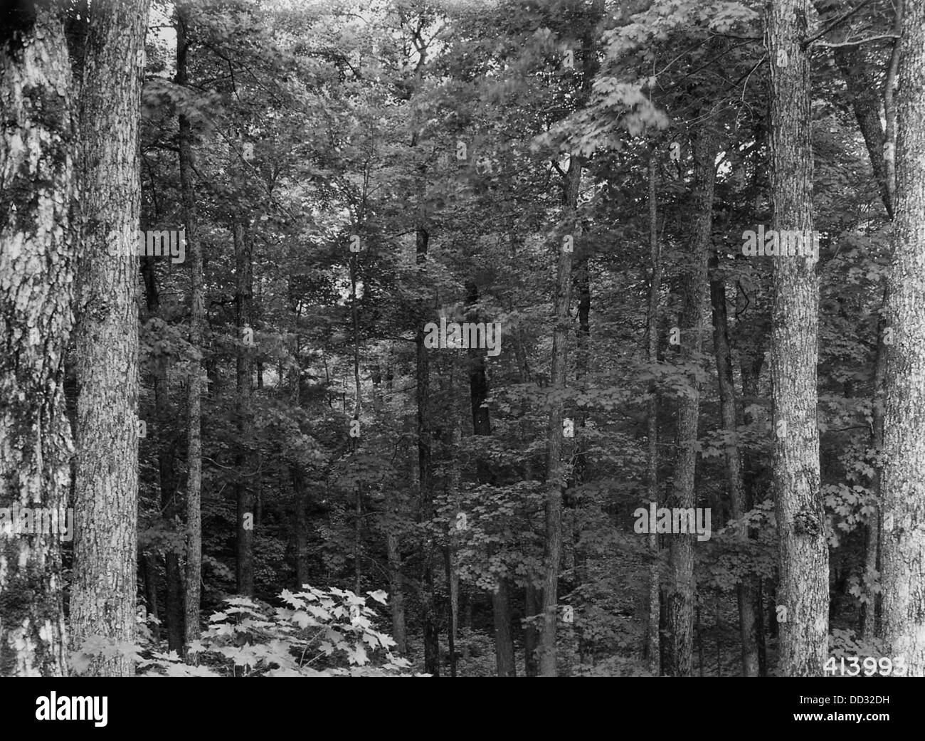 A photograph showcasing a virgin timber stand, representing untouched ...