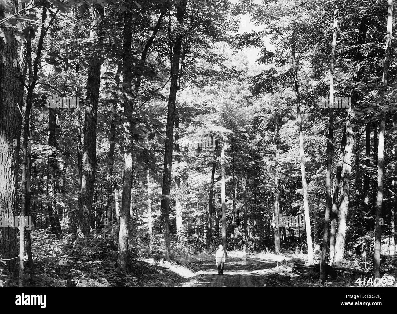 This image shows a virgin timber stand in the Porcupine Mountain area ...