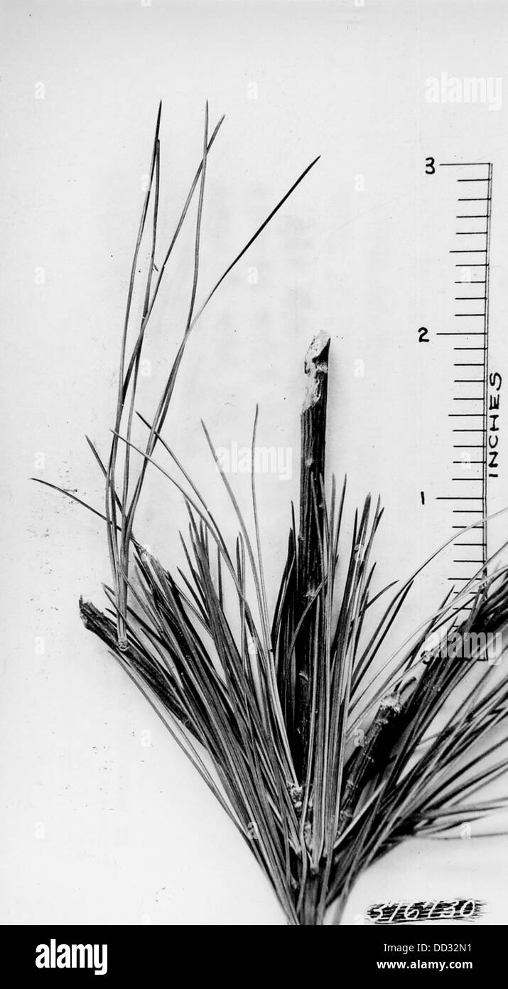 Browsed Black and White Stock Photos & Images - Alamy