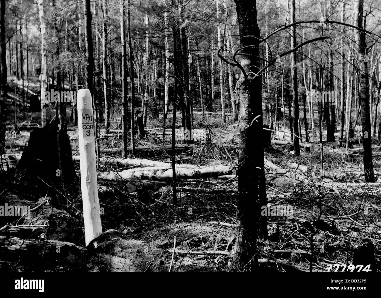 A stand of white pine trees, likely in a forested area, showcasing a ...