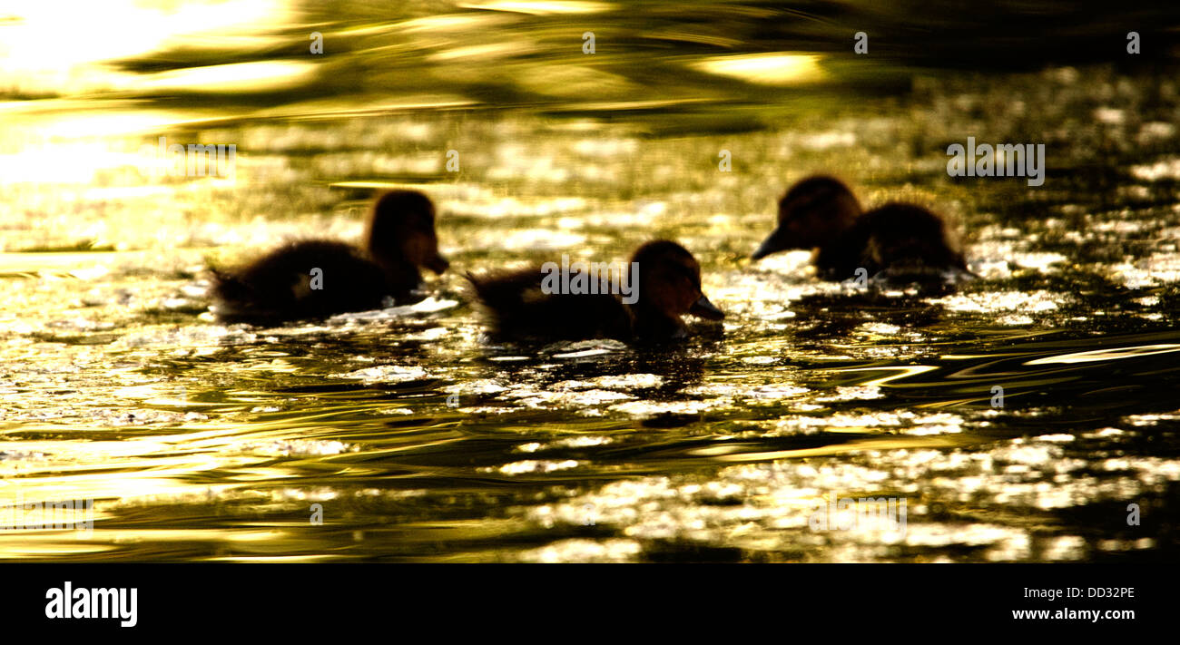 Duckings hi-res stock photography and images - Alamy