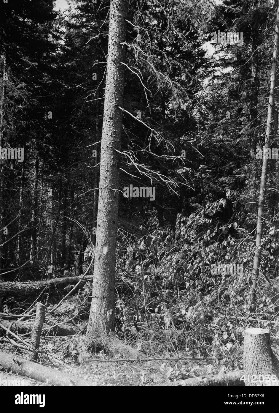 The White Spruce (Picea glauca) is a coniferous tree native to North ...