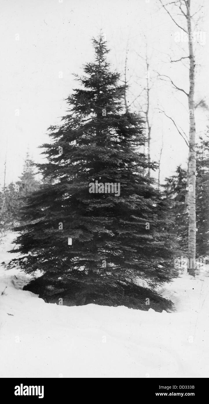Form of a spruce Black and White Stock Photos & Images - Alamy
