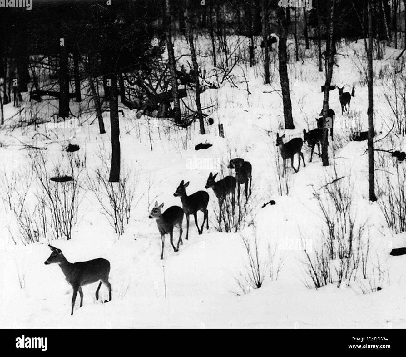 Common american animals Black and White Stock Photos & Images - Alamy