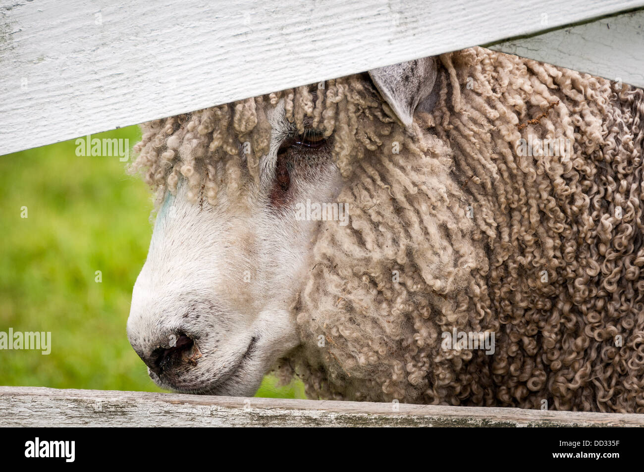 Sheep, Colonial Williamsburg, Virginia Stock Photo - Alamy