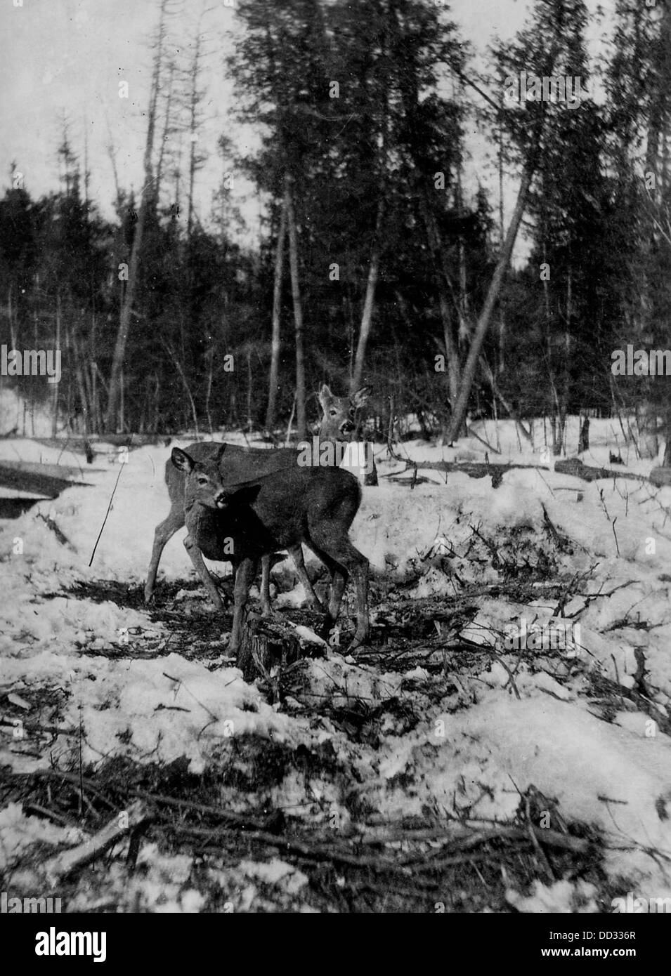 Tail balance Black and White Stock Photos & Images - Alamy
