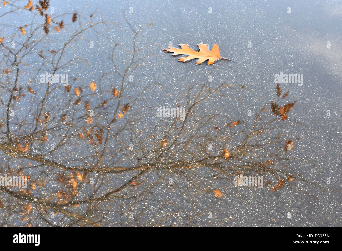 Reflection of oak trees in a rain puddle, Lower Silesia, Poland Stock ...
