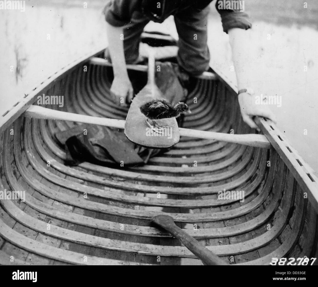 Stage bird life cycle Black and White Stock Photos & Images - Alamy