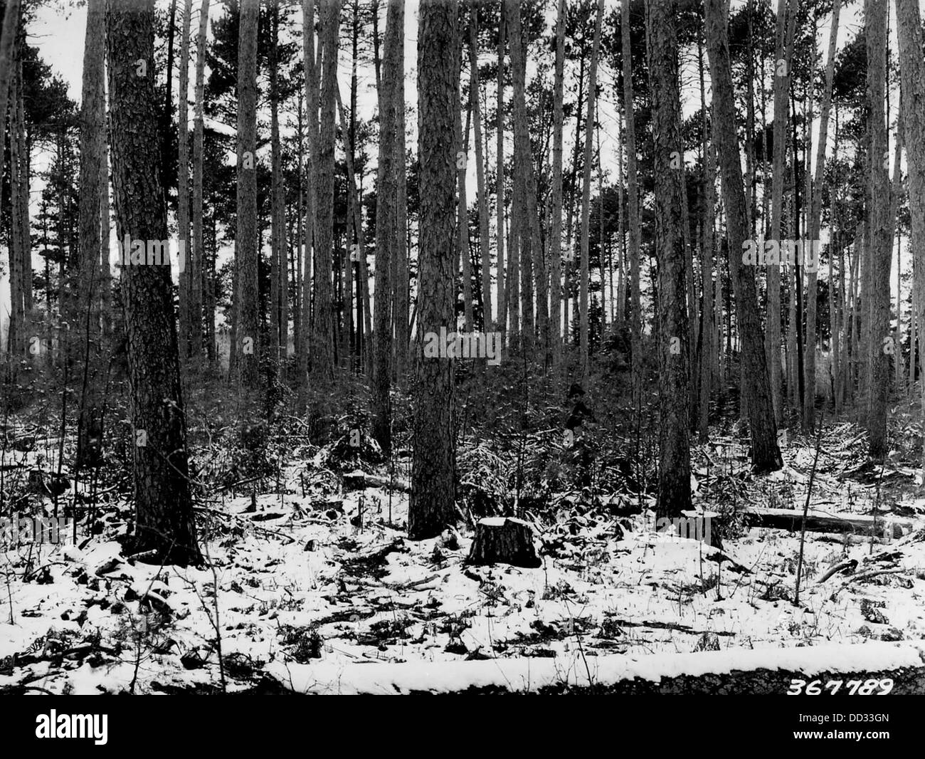 The young growth of red pine has been released by shelterwood cutting ...