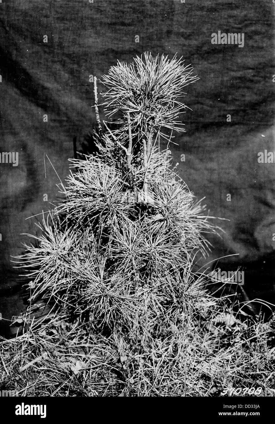A young white pine tree in a plantation setting, showcasing the early ...